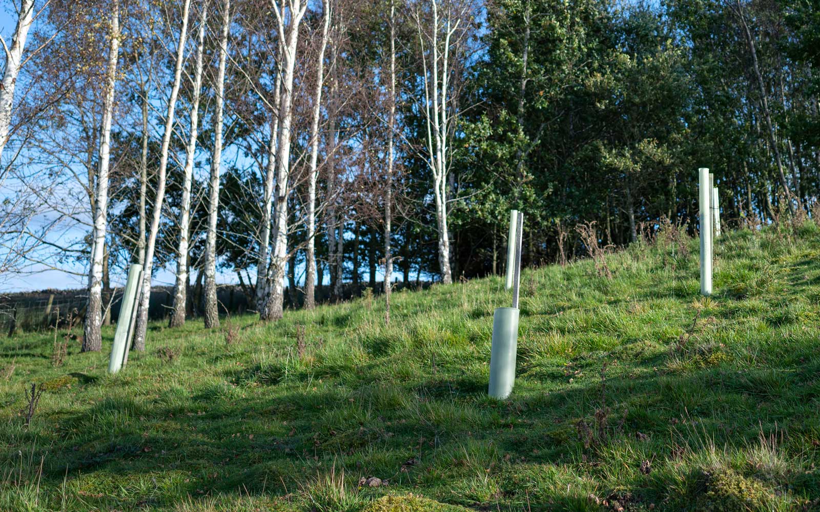 TAKING ADVANTAGE OF WOODLAND PLANTING SCHEMES | GSC Grays | Rural Land ...