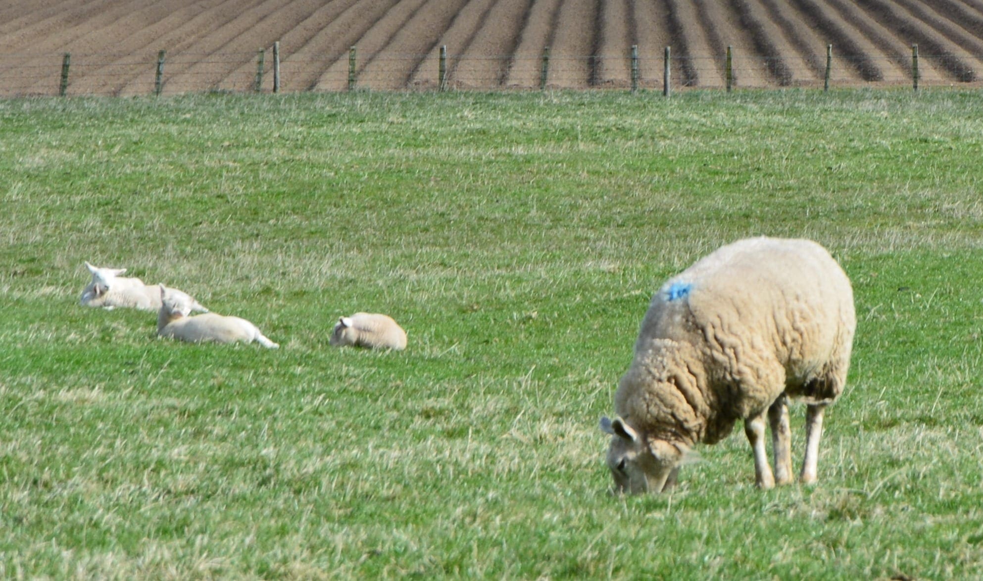 A Strong Pound Hits UK Sheep Prices | GSC Grays | Rural Land & Property ...
